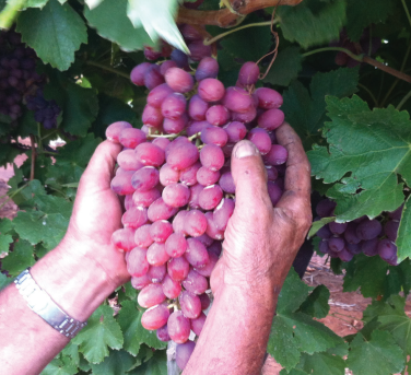 Bactivate soil biology works great in cropping, substrate horticulture ...